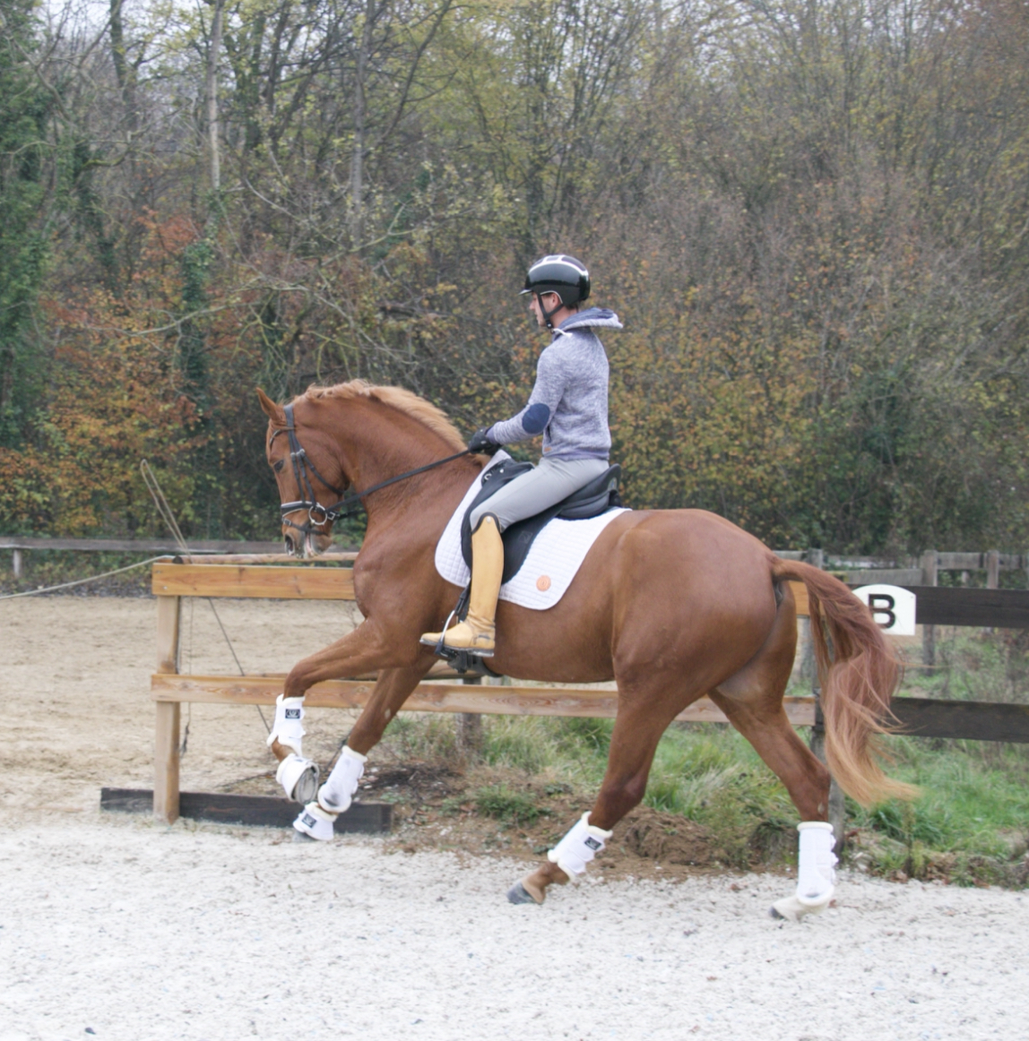 CHEVAUX A VENDRE – CG DRESSAGE